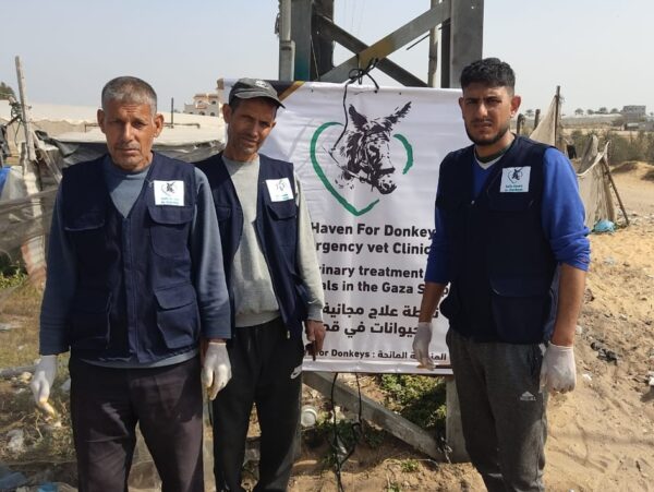 Our Gaza team deliver vital first aid to donkeys and horses in need.