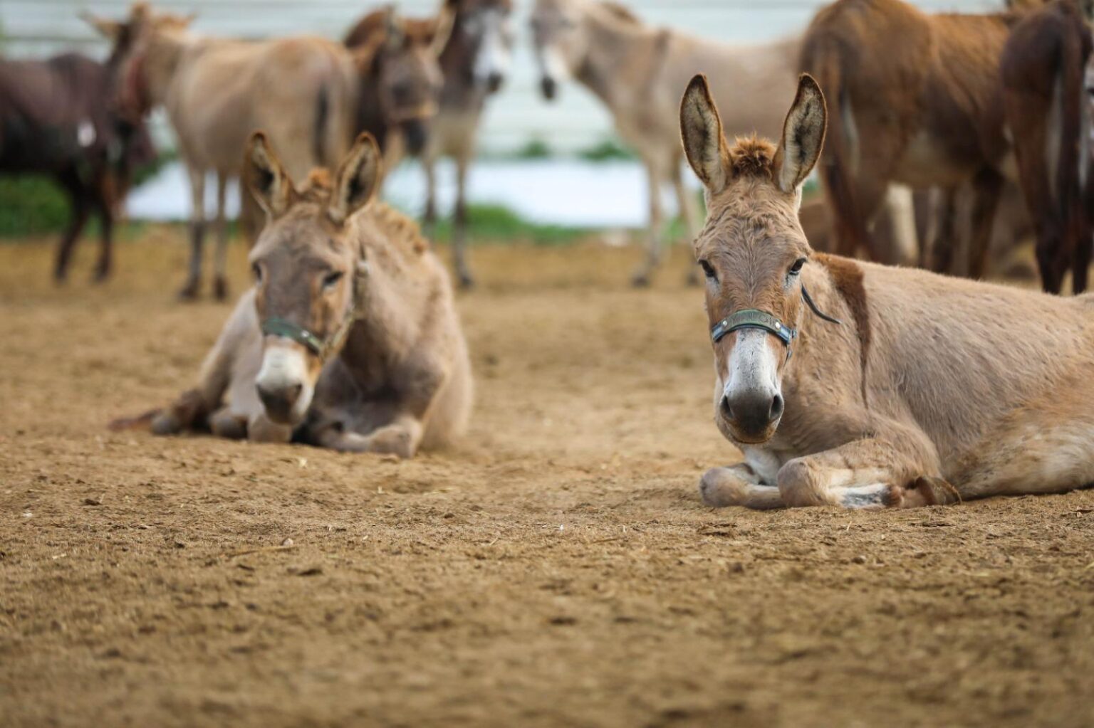 Our donkey update - 4th April 2024 - Safe Haven for Donkeys