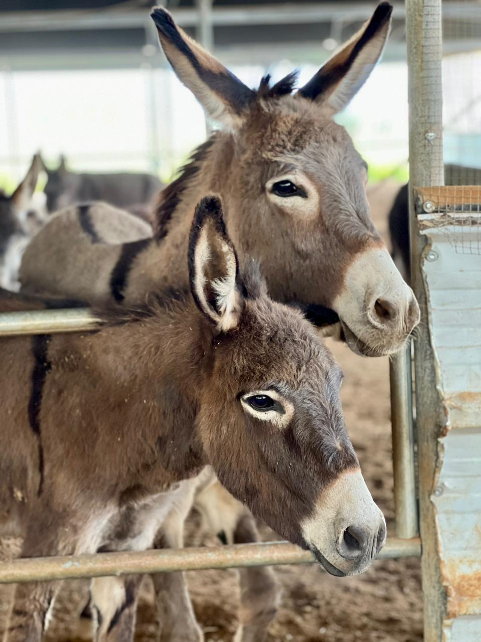 Our donkey update - 18th April 2024 - Safe Haven for Donkeys