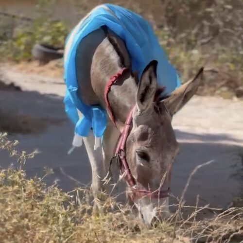 Safe Haven for Donkeys - Safe Haven for Donkeys