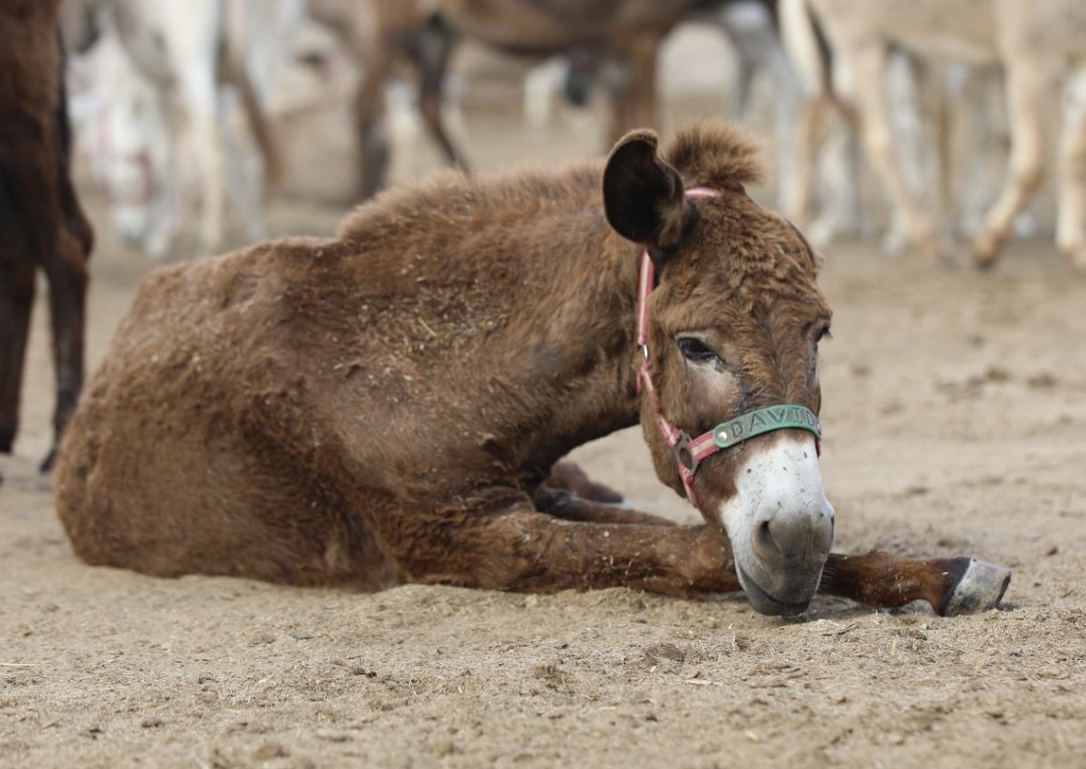 Our donkey update - 6th June 2024 - Safe Haven for Donkeys