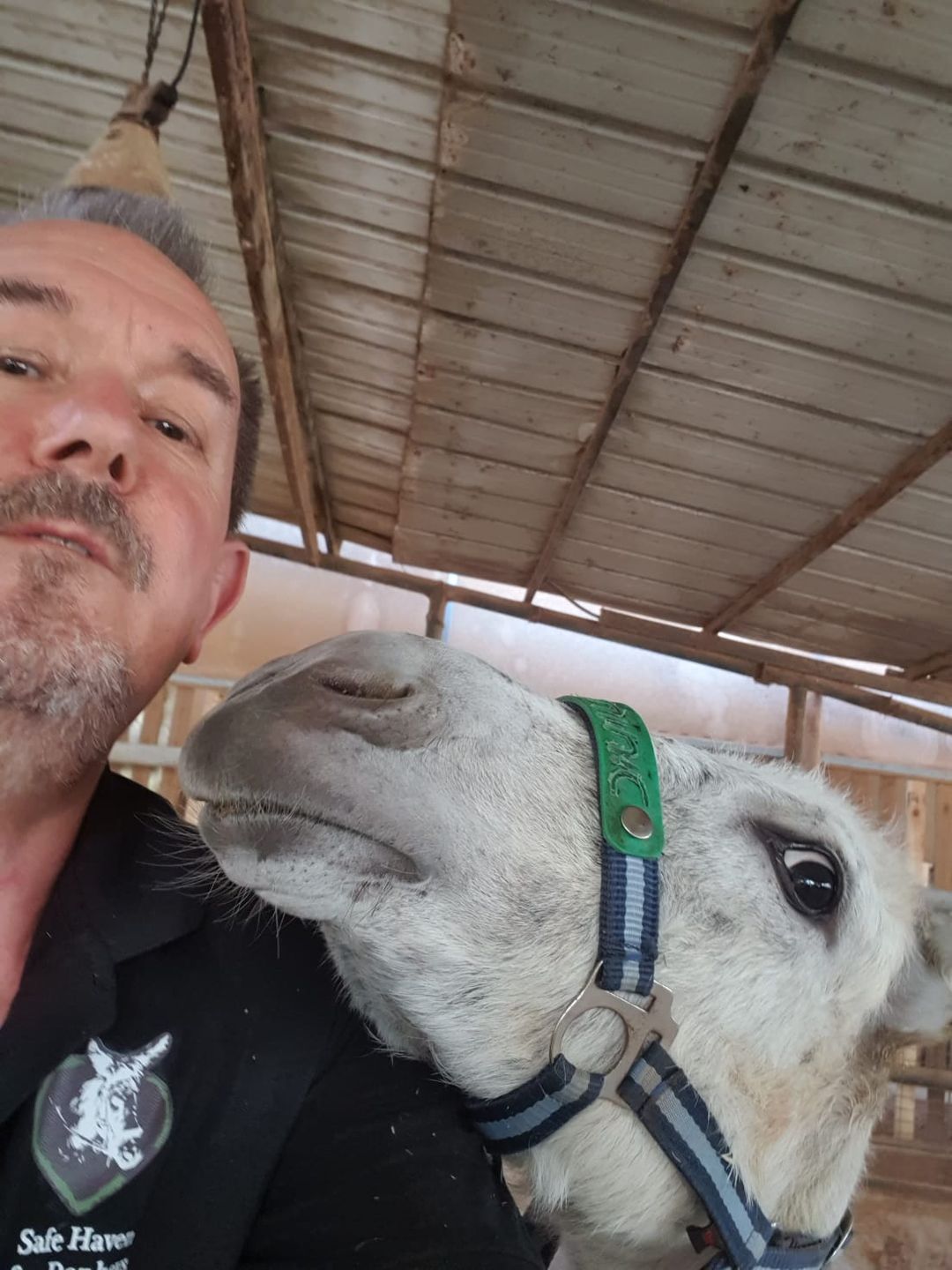 Adopt Dominic the Donkey | Donkey Adoptions | Safe Haven for Donkeys