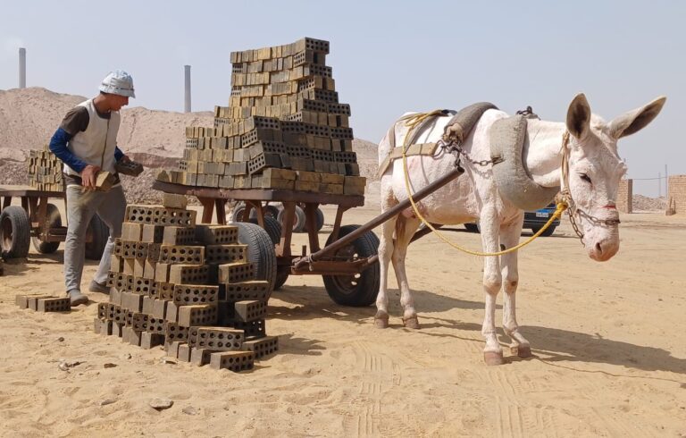 Safe Haven for Donkeys - Safe Haven for Donkeys