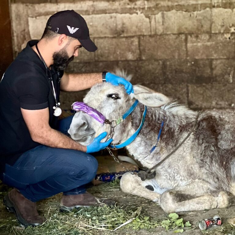 Make a Donation - Safe Haven for Donkeys