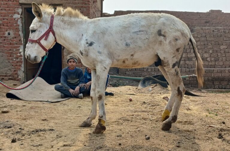 Our donkey update - 22nd August 2024 - Safe Haven for Donkeys