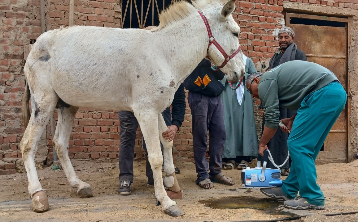 Our donkey update - 22nd August 2024 - Safe Haven for Donkeys