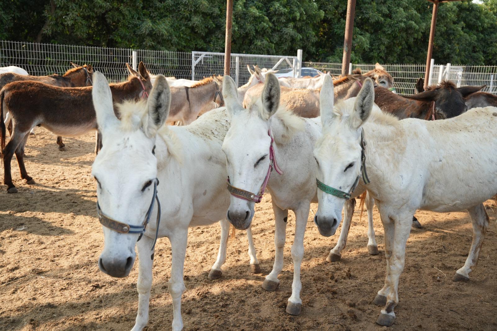 Our donkey update - 8th August 2024 - Safe Haven for Donkeys
