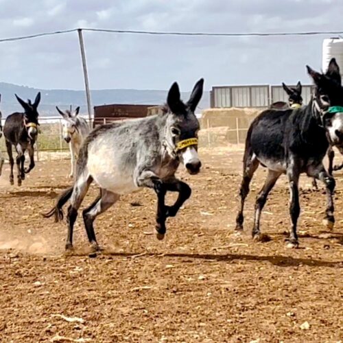 Safe Haven for Donkeys - Safe Haven for Donkeys