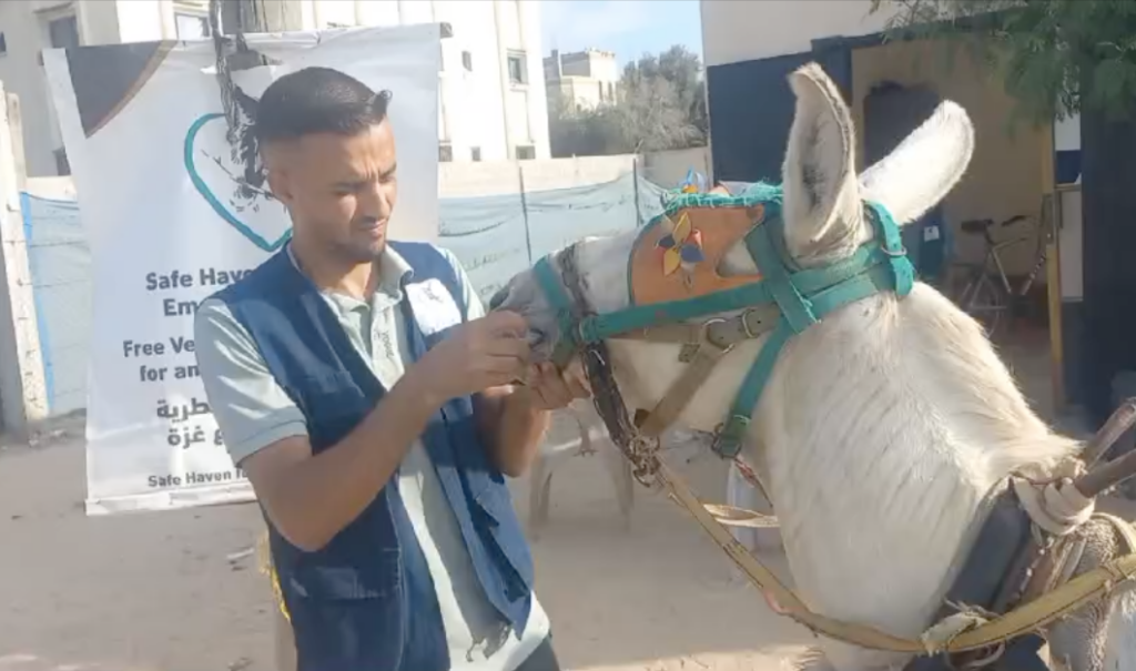 Our donkey update - 3rd October 2024 - Safe Haven for Donkeys