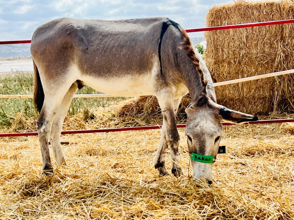 Our donkey update - 10th October 2024 - Safe Haven for Donkeys