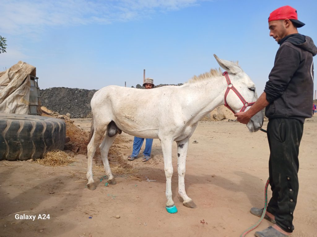 Our donkey update - 21st November 2024 - Safe Haven for Donkeys