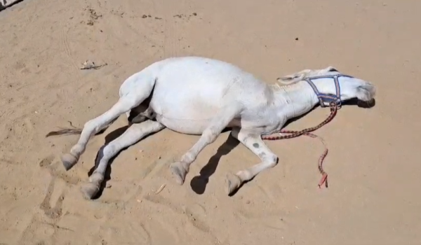 Our donkey update - 21st November 2024 - Safe Haven for Donkeys