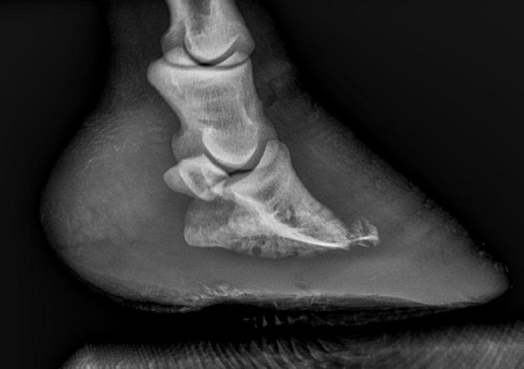 Our donkey update - 21st November 2024 - Safe Haven for Donkeys