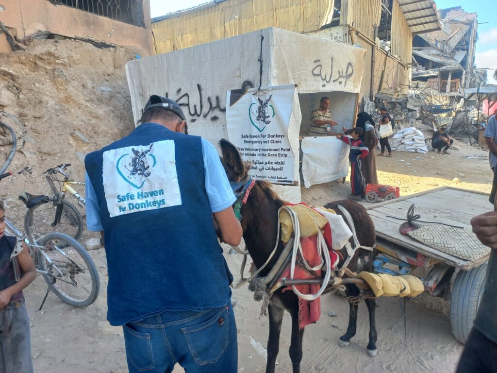 Our donkey update - 7th November 2024 - Safe Haven for Donkeys