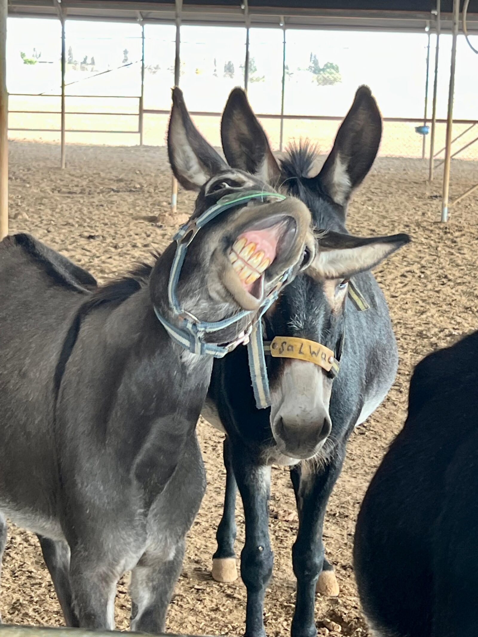 Our donkey update - 14th November 2024 - Safe Haven for Donkeys