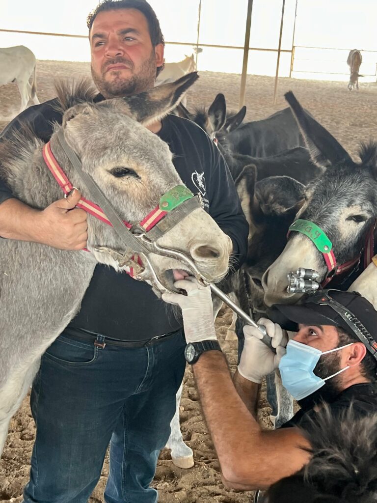 Our donkey update - 14th November 2024 - Safe Haven for Donkeys