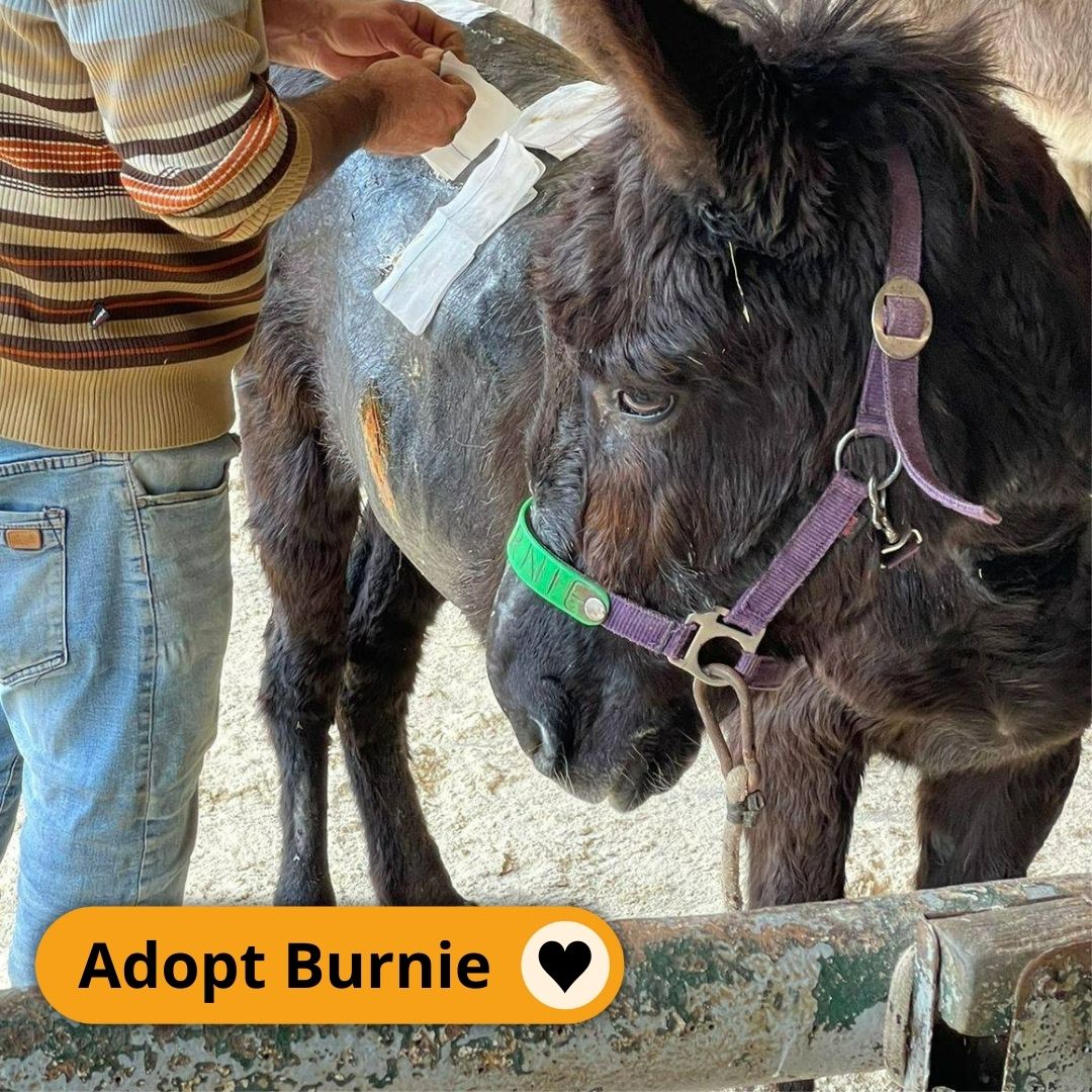 Adopt A Donkey with Safe Haven for Donkeys UK Charity