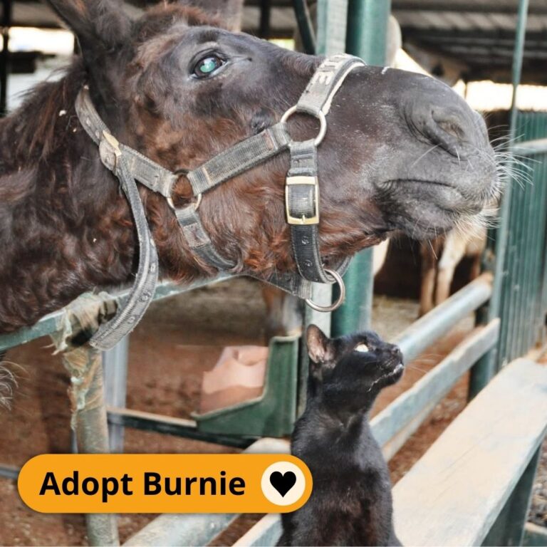 Adopt A Donkey with Safe Haven for Donkeys UK Charity