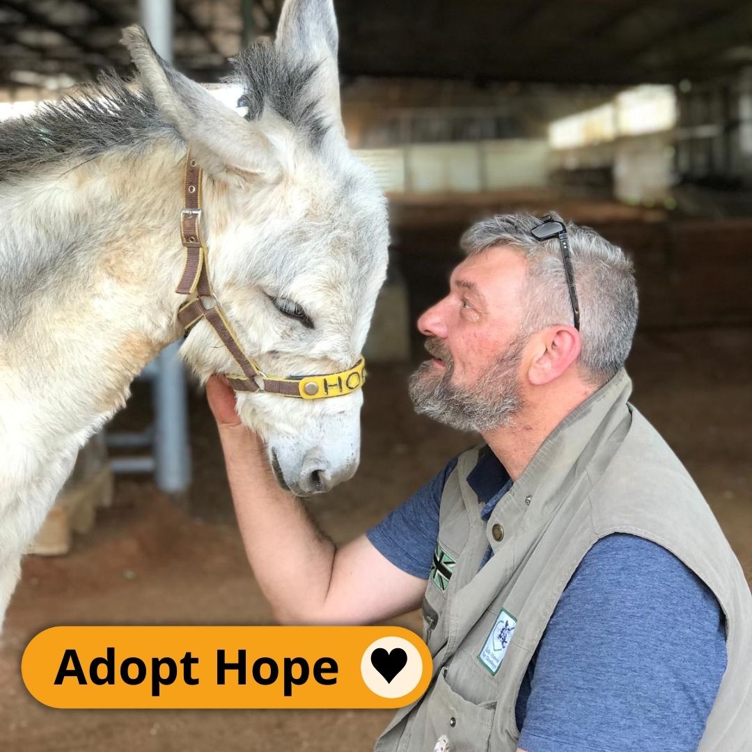 Adopt A Donkey with Safe Haven for Donkeys UK Charity