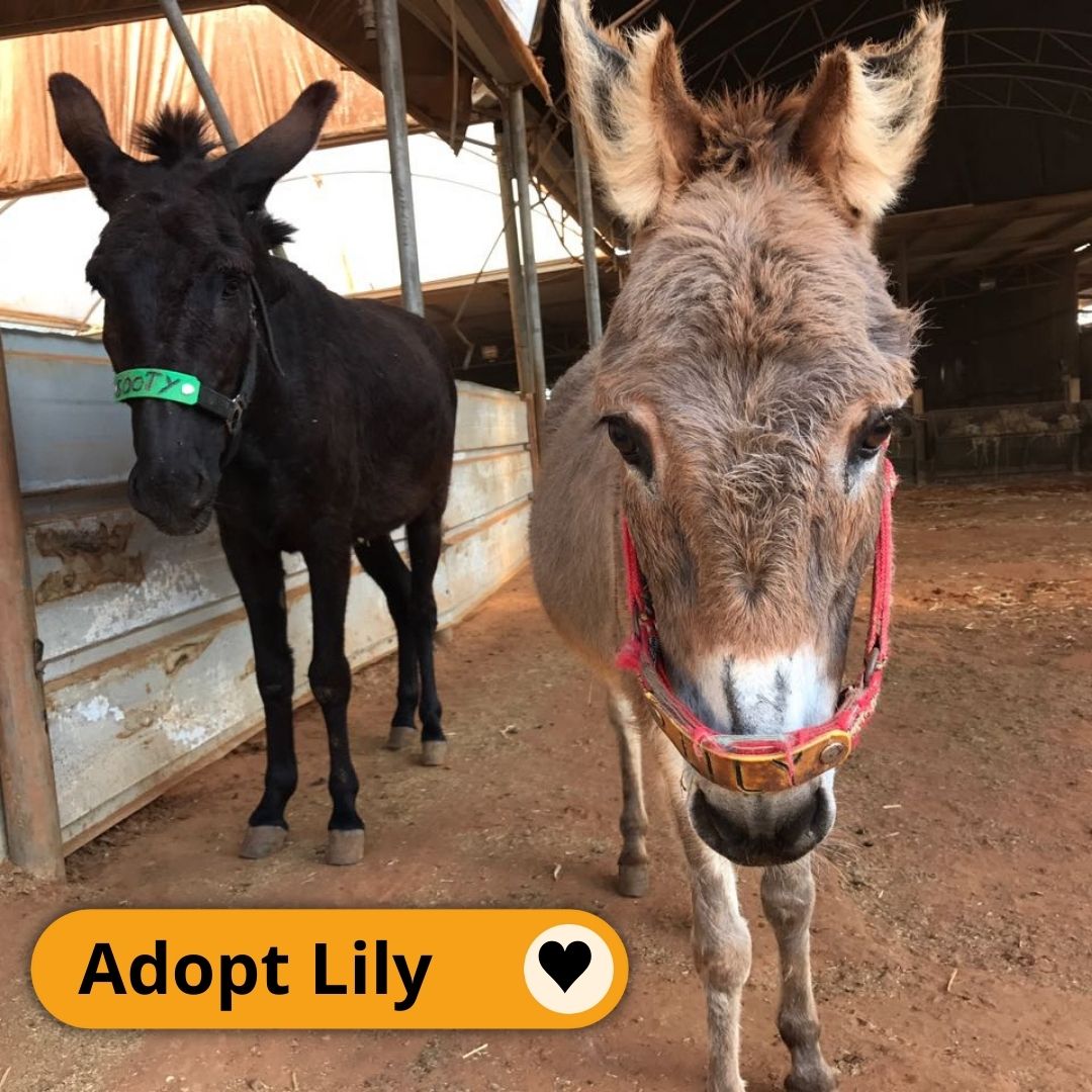 Adopt A Donkey with Safe Haven for Donkeys UK Charity