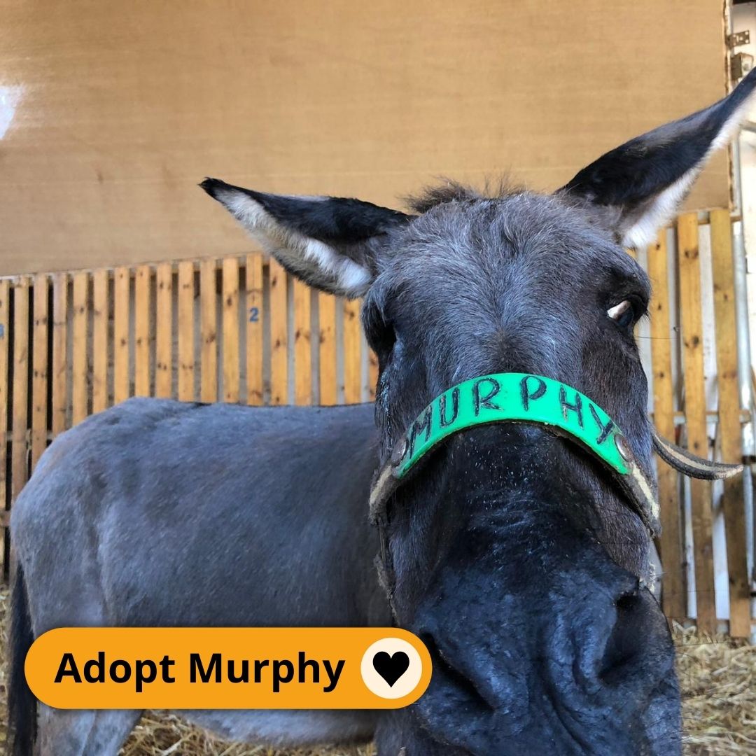 Adopt A Donkey with Safe Haven for Donkeys UK Charity