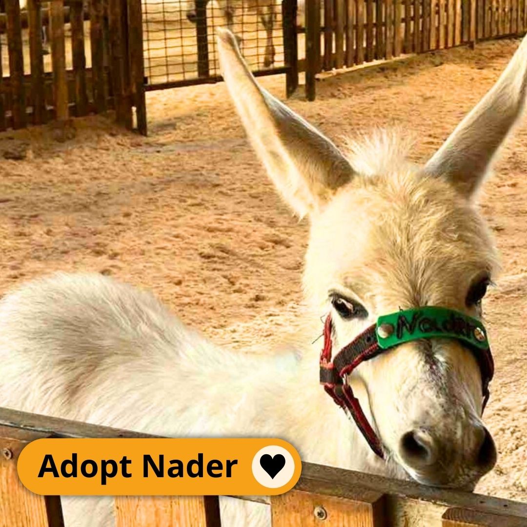 Adopt A Donkey with Safe Haven for Donkeys UK Charity