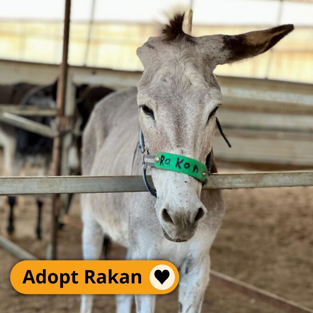 Adopt A Donkey with Safe Haven for Donkeys UK Charity