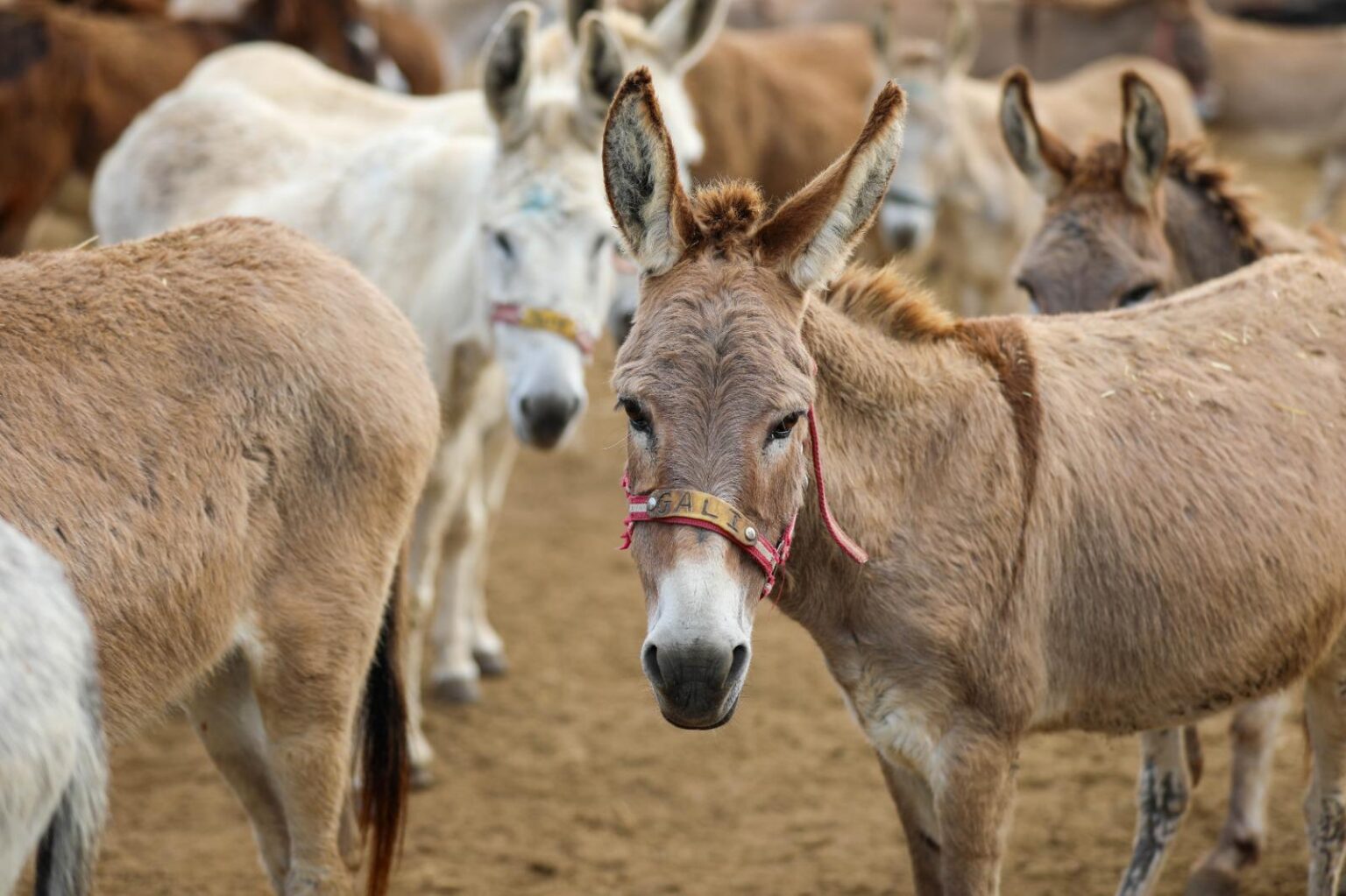Our donkey update - 23rd January 2025 - Safe Haven for Donkeys