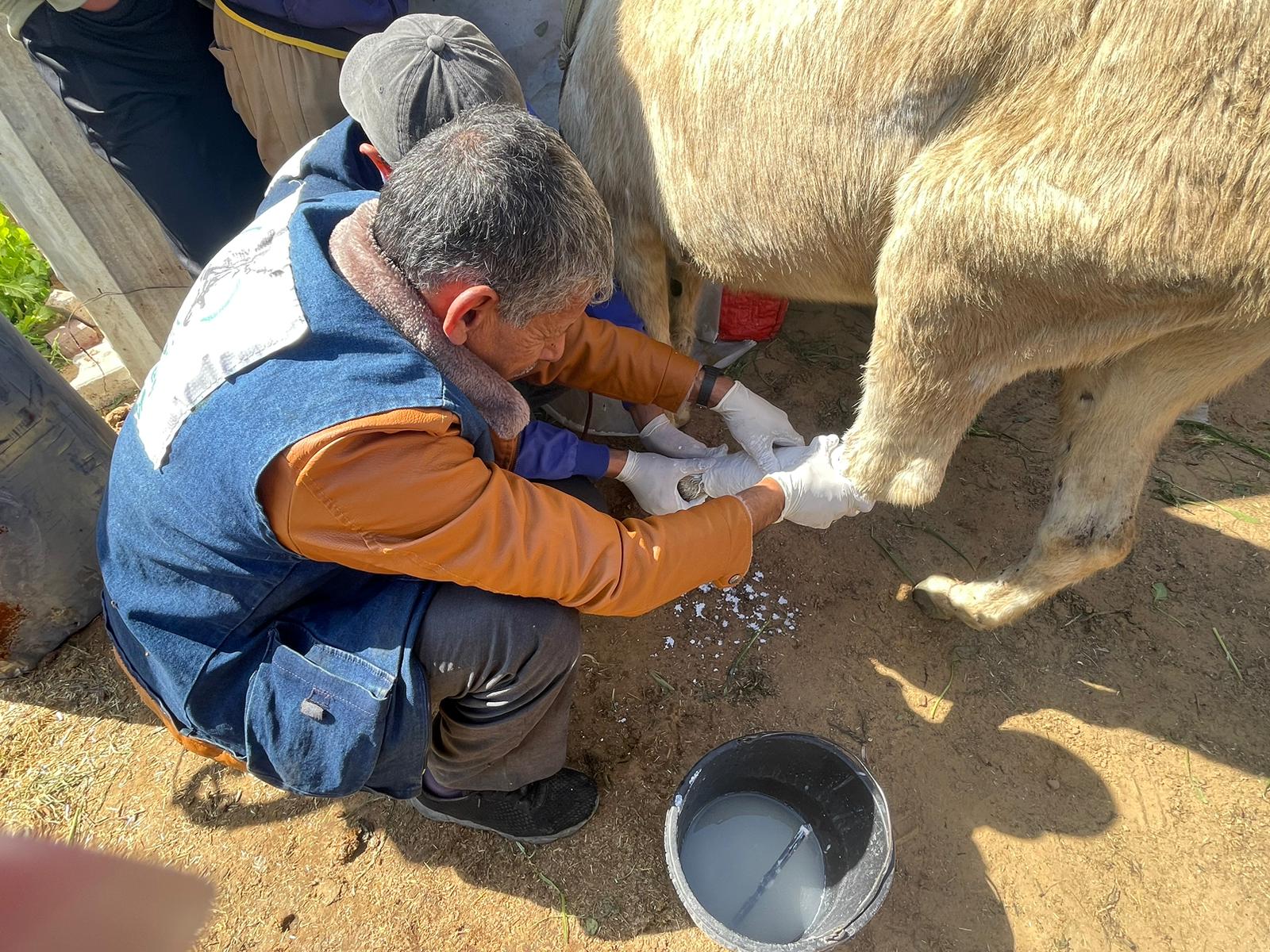 Our donkey update - 27th February 2025 - Safe Haven for Donkeys