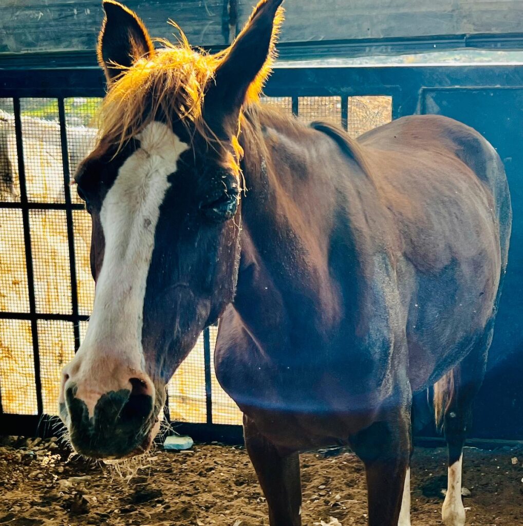 Our donkey update - 20th February 2025 - Safe Haven for Donkeys