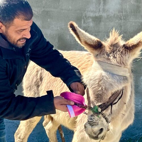 Safe Haven for Donkeys - Safe Haven for Donkeys