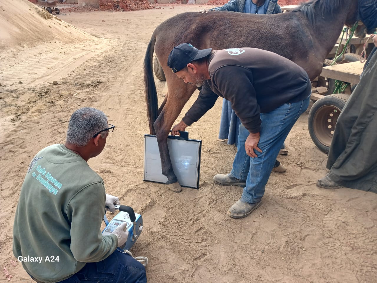 Our donkey update - 10th April 2025 - Safe Haven for Donkeys