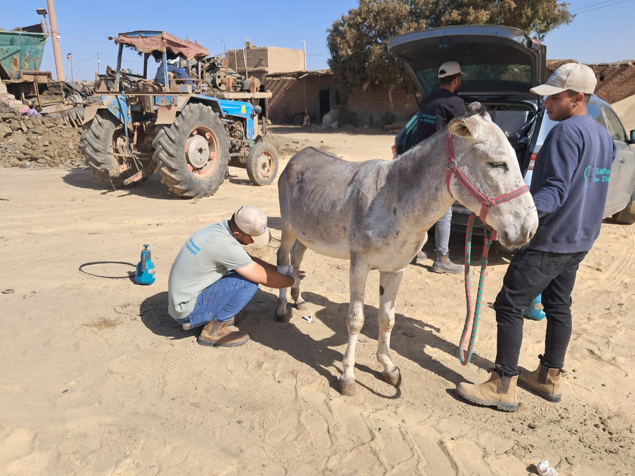 Our donkey update - 10th April 2025 - Safe Haven for Donkeys