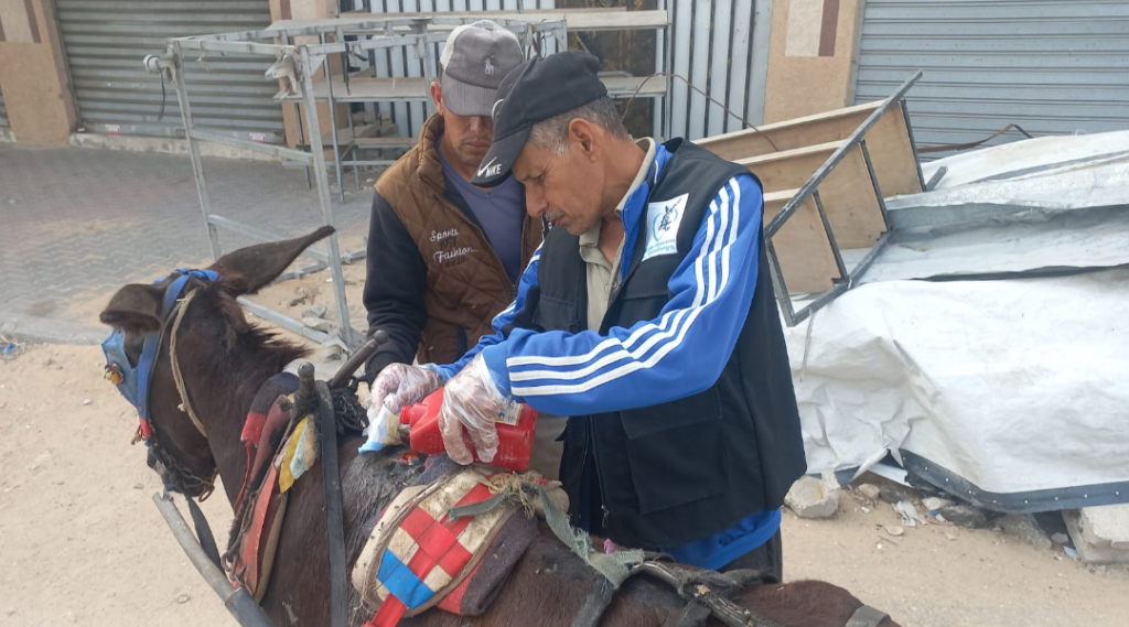 Emergency Appeal for the Donkeys of Gaza