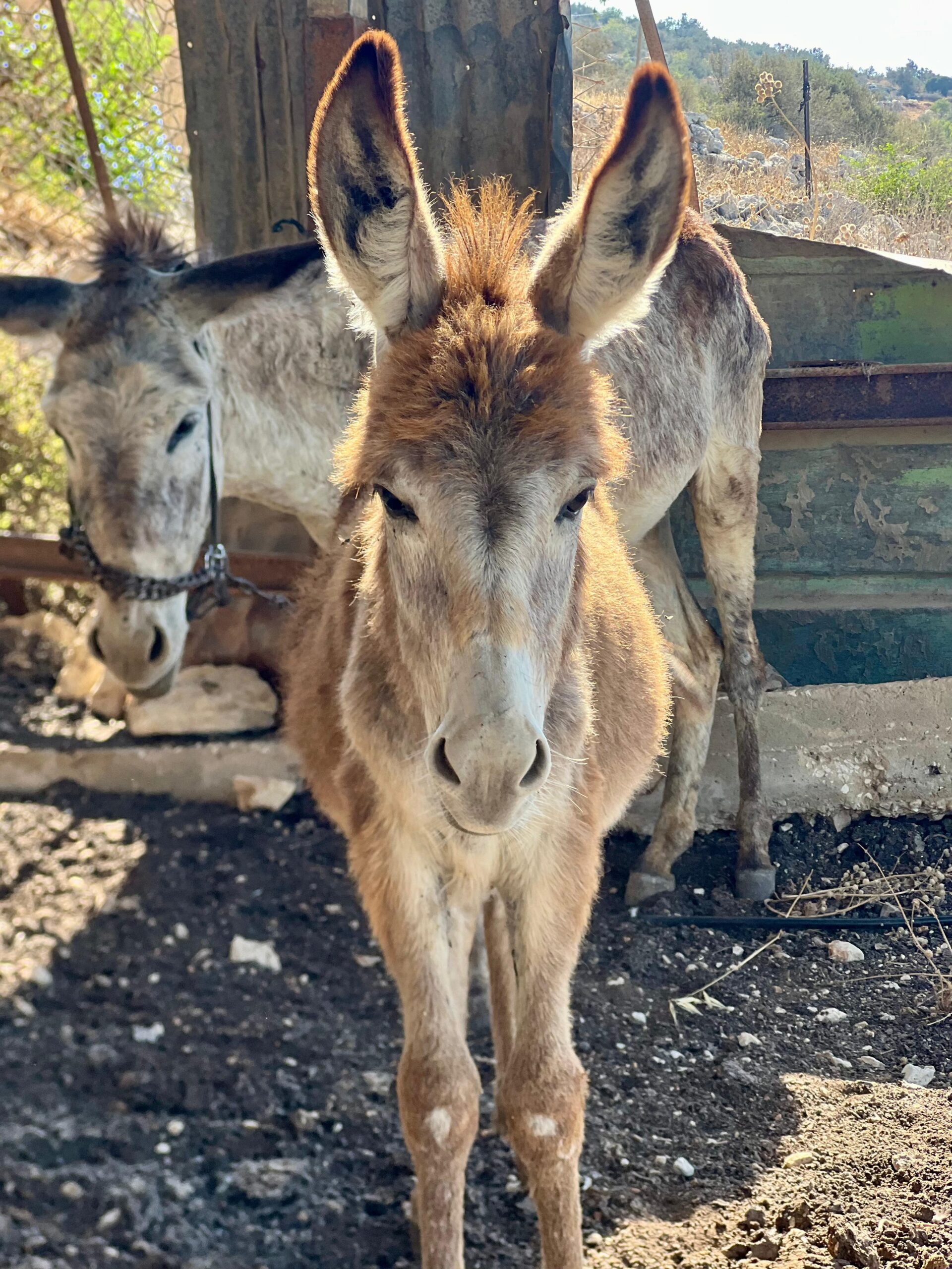 Our donkey update - 10th July 2025 - Safe Haven for Donkeys