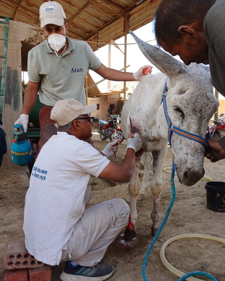 Our donkey update - 3rd July 2025 - Safe Haven for Donkeys