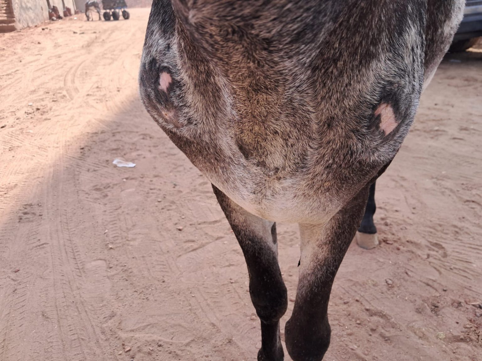 Our donkey update - 18th September 2025 - Safe Haven for Donkeys
