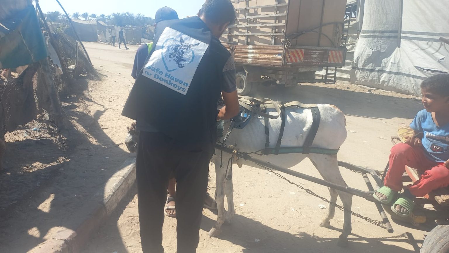 Our donkey update - 2nd October 2025 - Safe Haven for Donkeys
