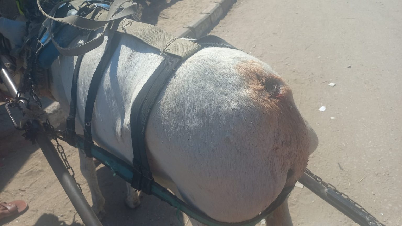 Our donkey update - 2nd October 2025 - Safe Haven for Donkeys
