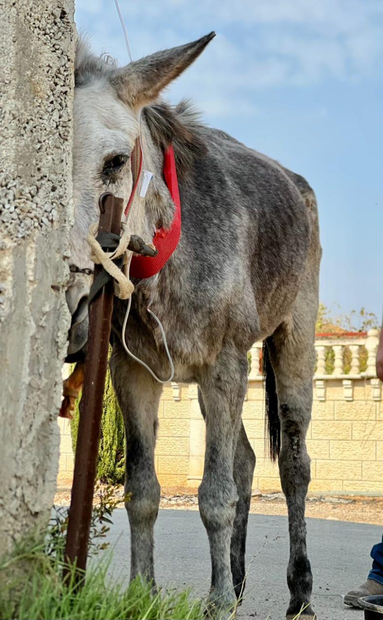 Our donkey update - 13th November 2025 - Safe Haven for Donkeys