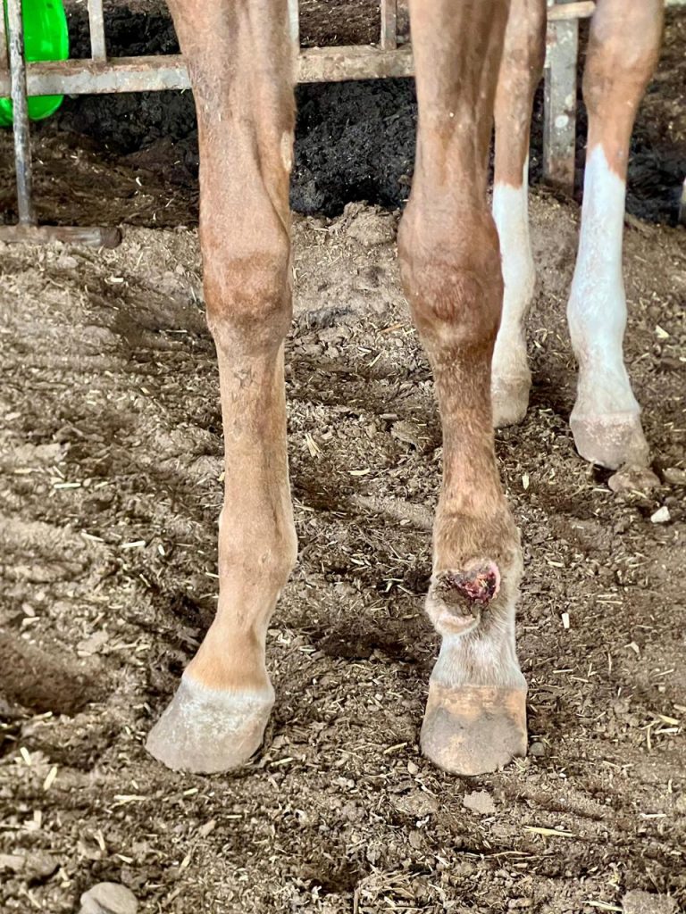 Our donkey update - 18th December 2025 - Safe Haven for Donkeys