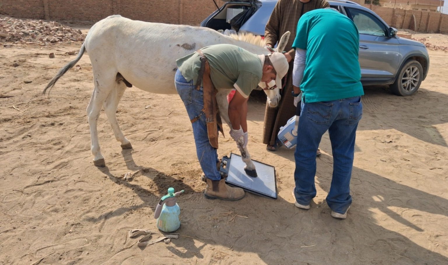 Our donkey update - 11th December 2025 - Safe Haven for Donkeys
