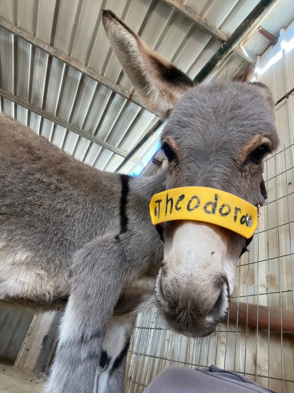Adopt A Donkey with Safe Haven for Donkeys UK Charity