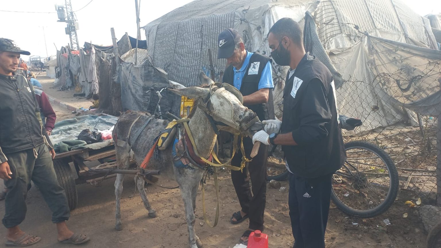 Our donkey update - 4th December 2025 - Safe Haven for Donkeys