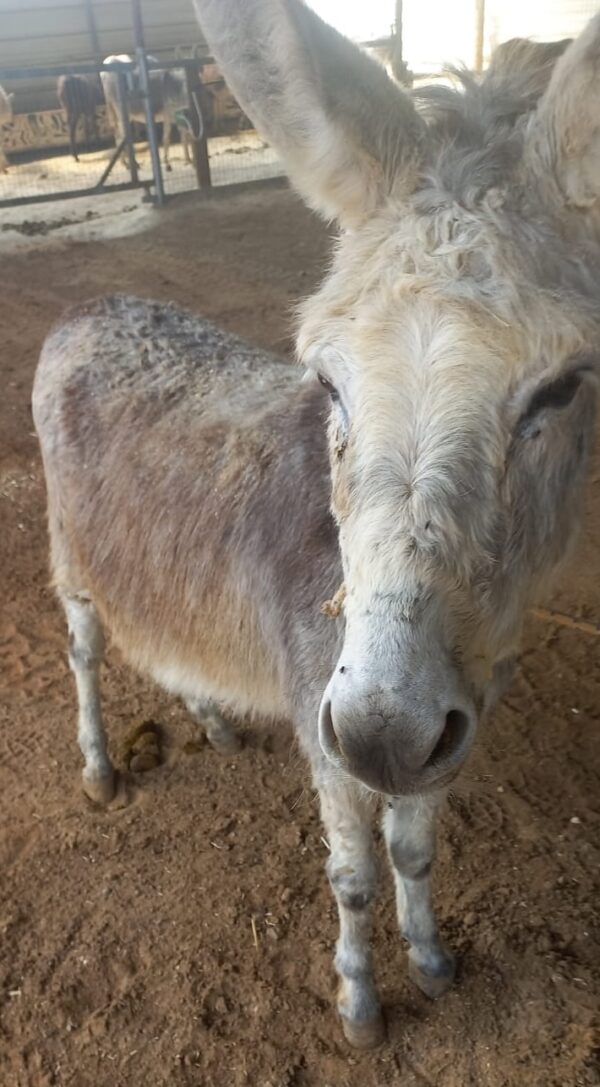 Our donkey update - 9th April 2026 - Safe Haven for Donkeys