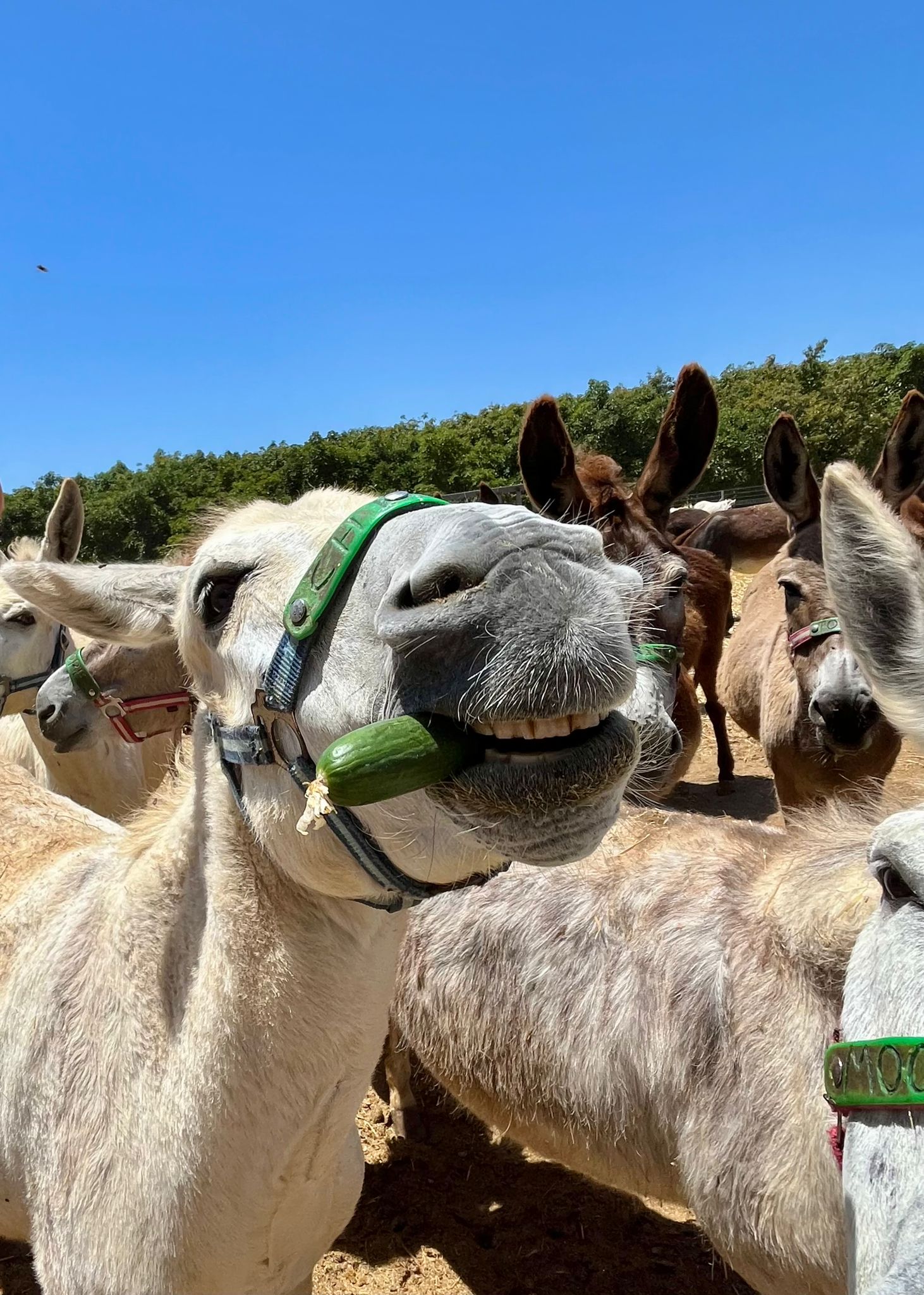Our donkey update - 18th June 2026 - Safe Haven for Donkeys